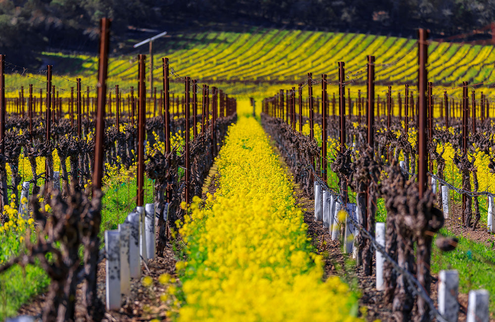 Mustard Season – Beaulieu Vineyard