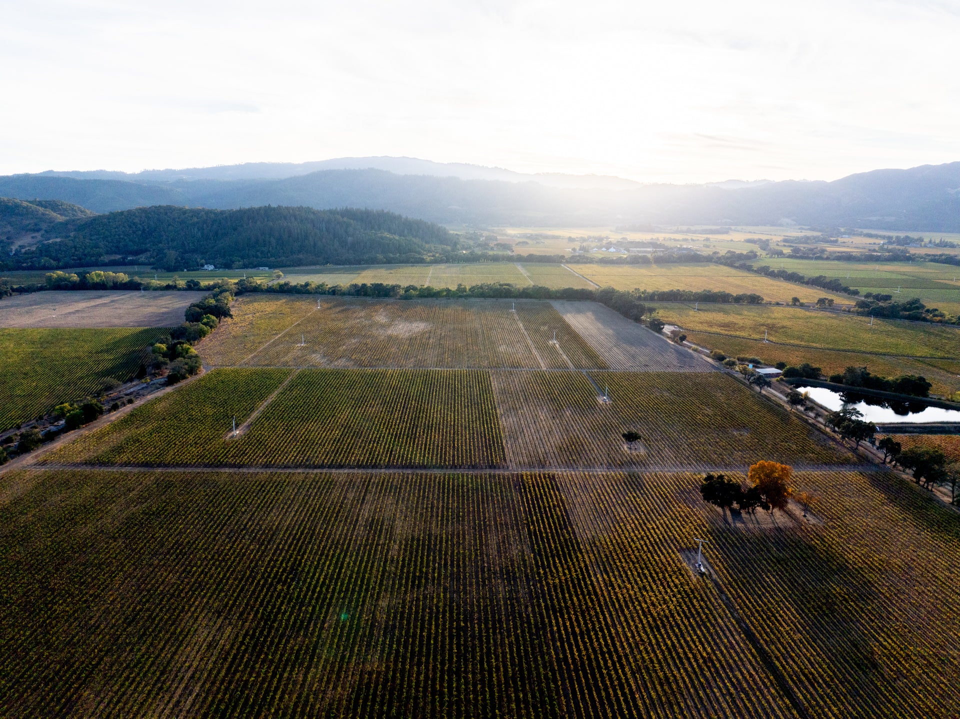 Rutherford Dust – Beaulieu Vineyard